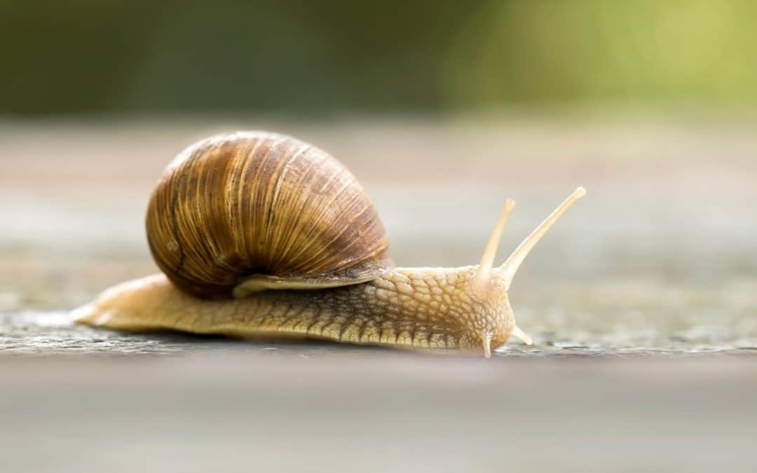 How To Improve Website Speed If You re Not A Programmer How To Improve Website Speed If You re Not A Programmer